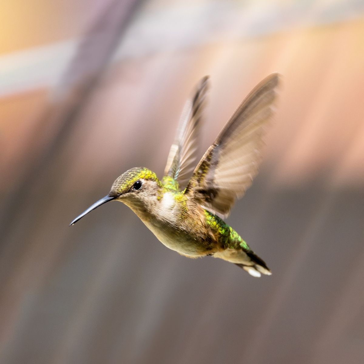 Biblical Meaning of Hummingbirds + Dreams - Bible Wings