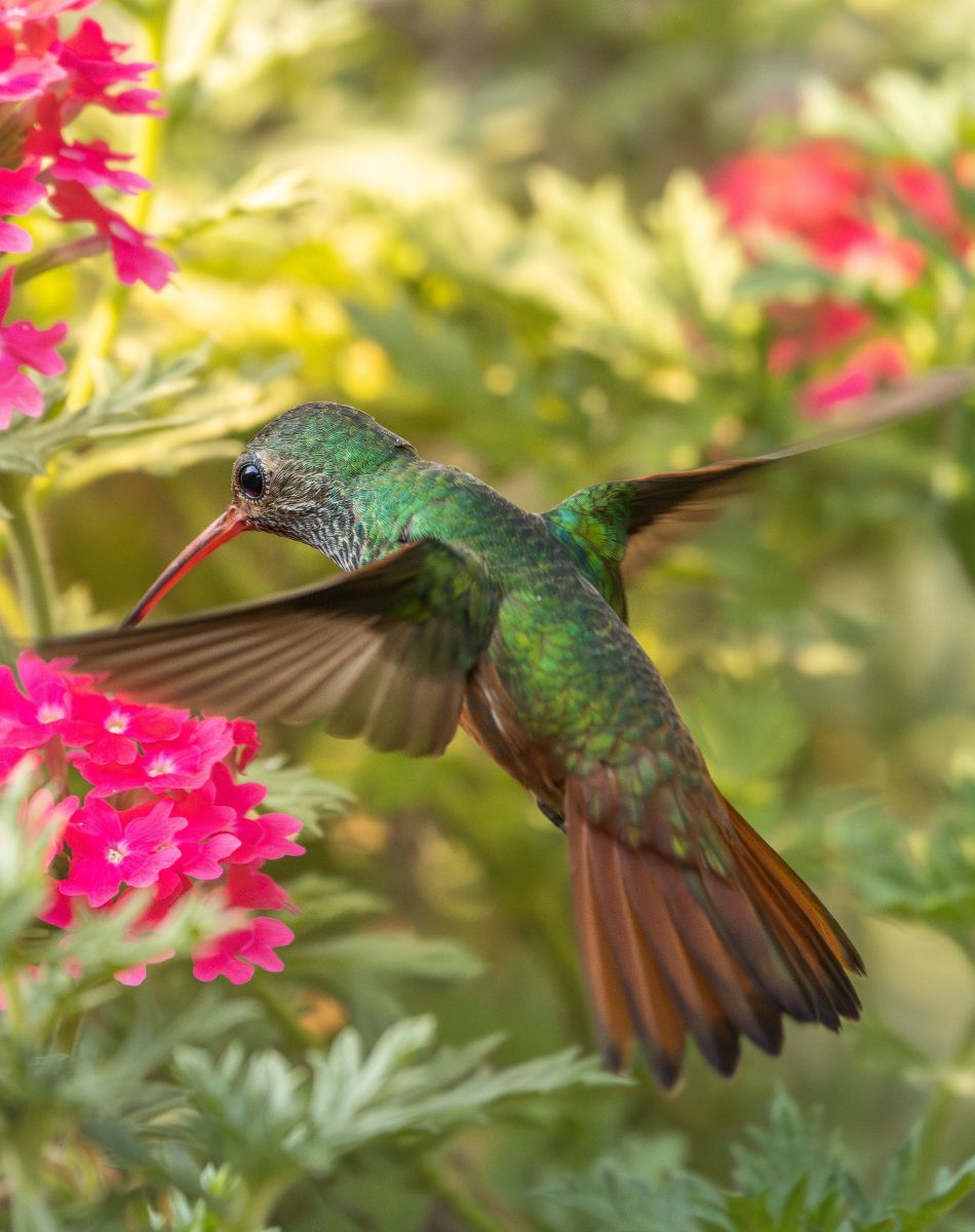 Biblical Meaning of Hummingbirds + Dreams - Bible Wings