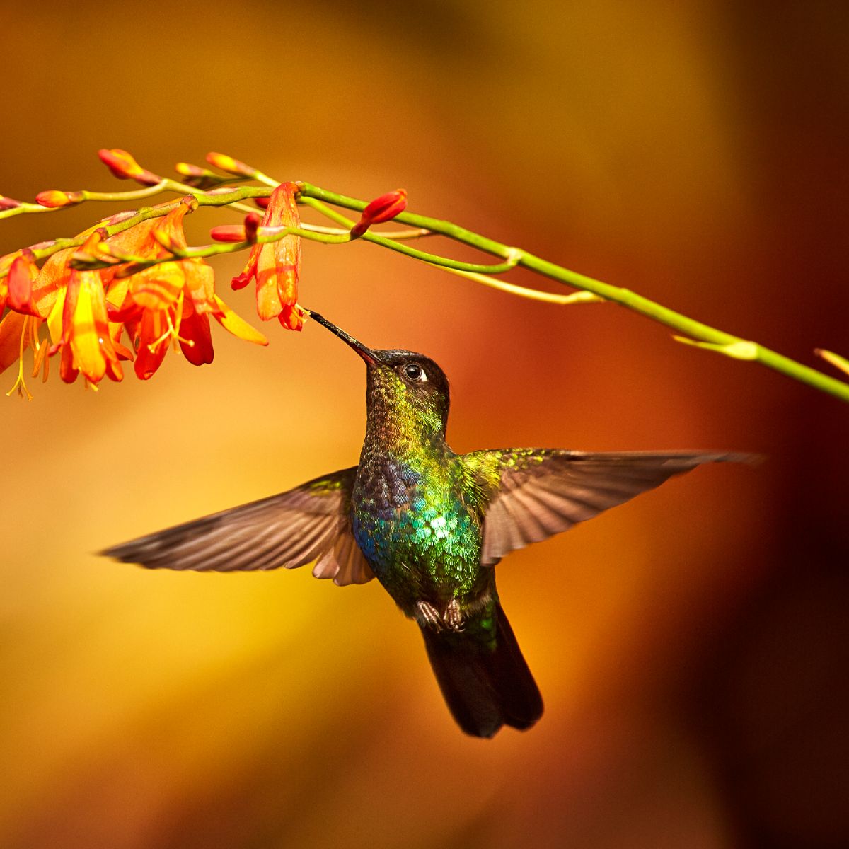 Biblical Meaning of Hummingbirds + Dreams - Bible Wings