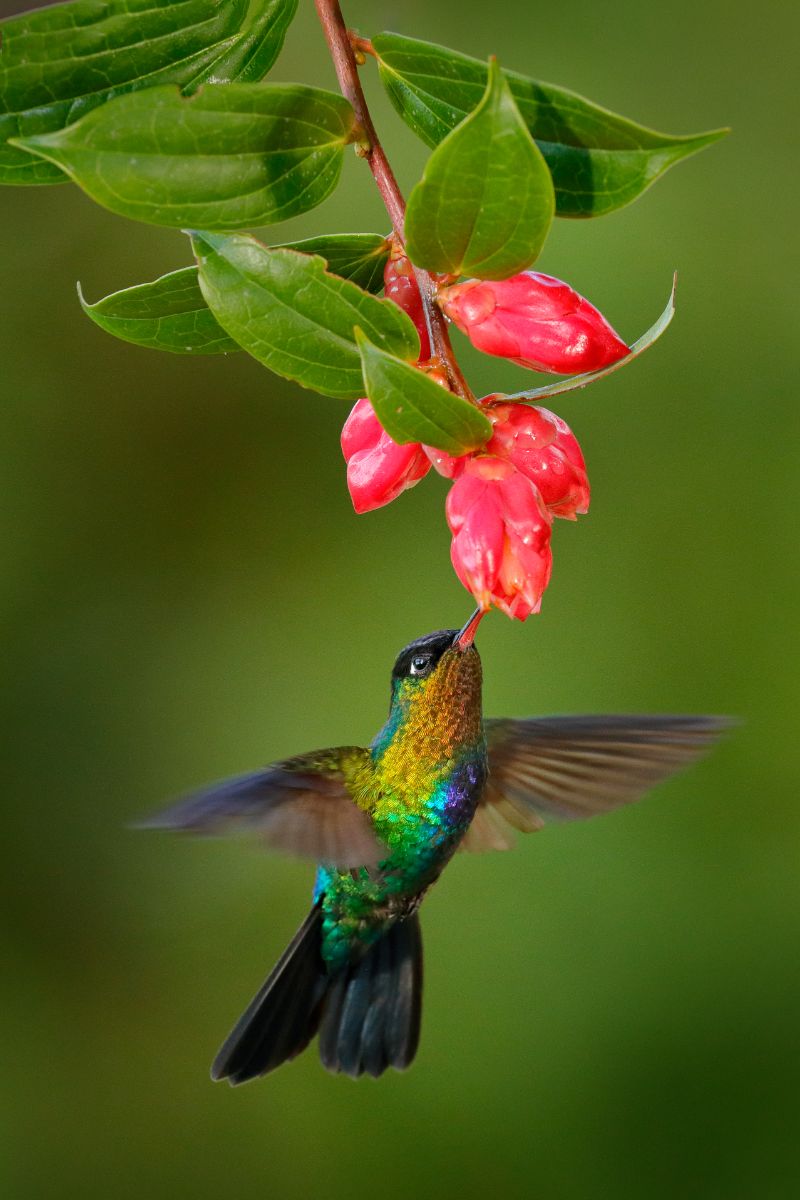 Biblical Meaning of Hummingbirds + Dreams - Bible Wings