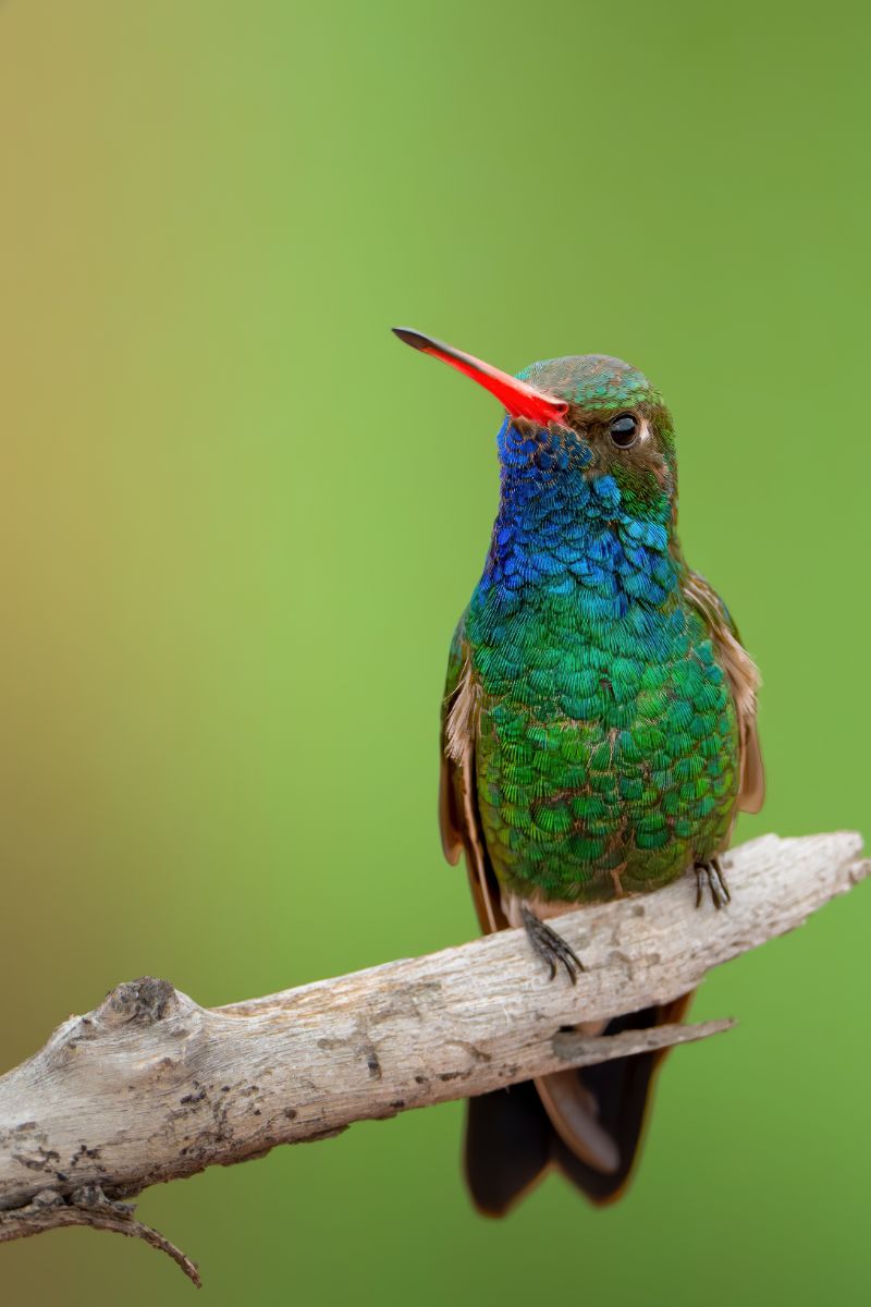 Biblical Meaning of Hummingbirds + Dreams - Bible Wings