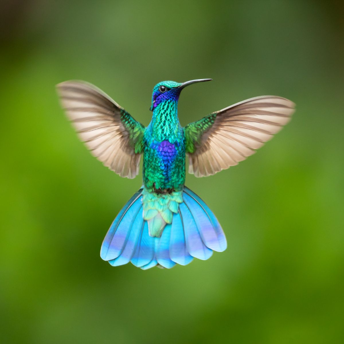 Biblical Meaning of Hummingbirds + Dreams - Bible Wings