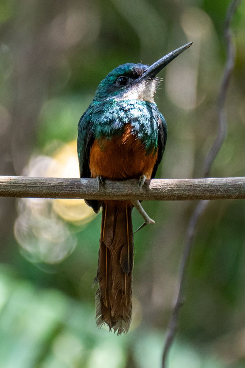Biblical Meaning of Hummingbirds + Dreams - Bible Wings