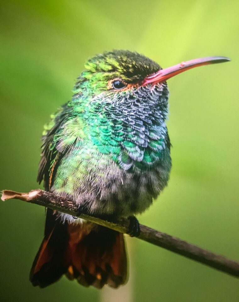 Biblical Meaning of Hummingbirds + Dreams - Bible Wings