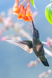 Biblical Meaning of Hummingbirds + Dreams - Bible Wings