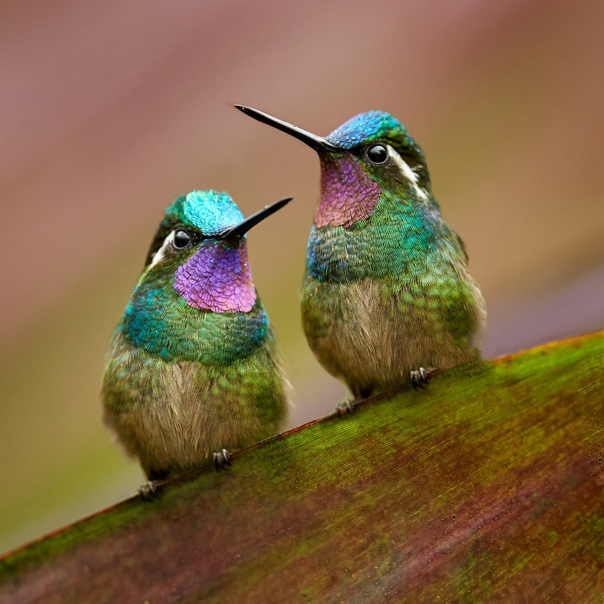 Biblical Meaning of Hummingbirds + Dreams - Bible Wings