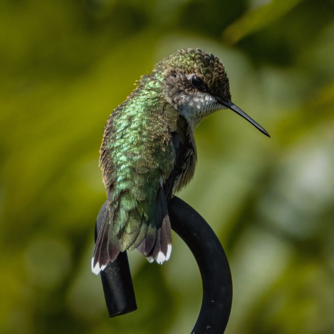 Biblical Meaning of Hummingbirds + Dreams - Bible Wings