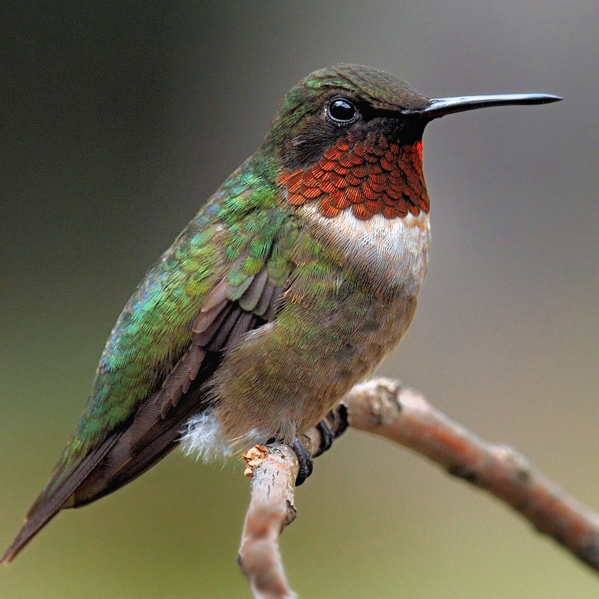 Biblical Meaning of Hummingbirds + Dreams - Bible Wings