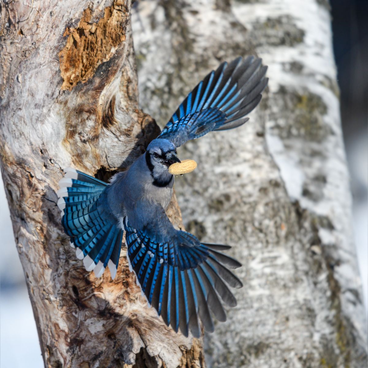 Is A Blue Jay A Sign from Heaven? - Bible Wings