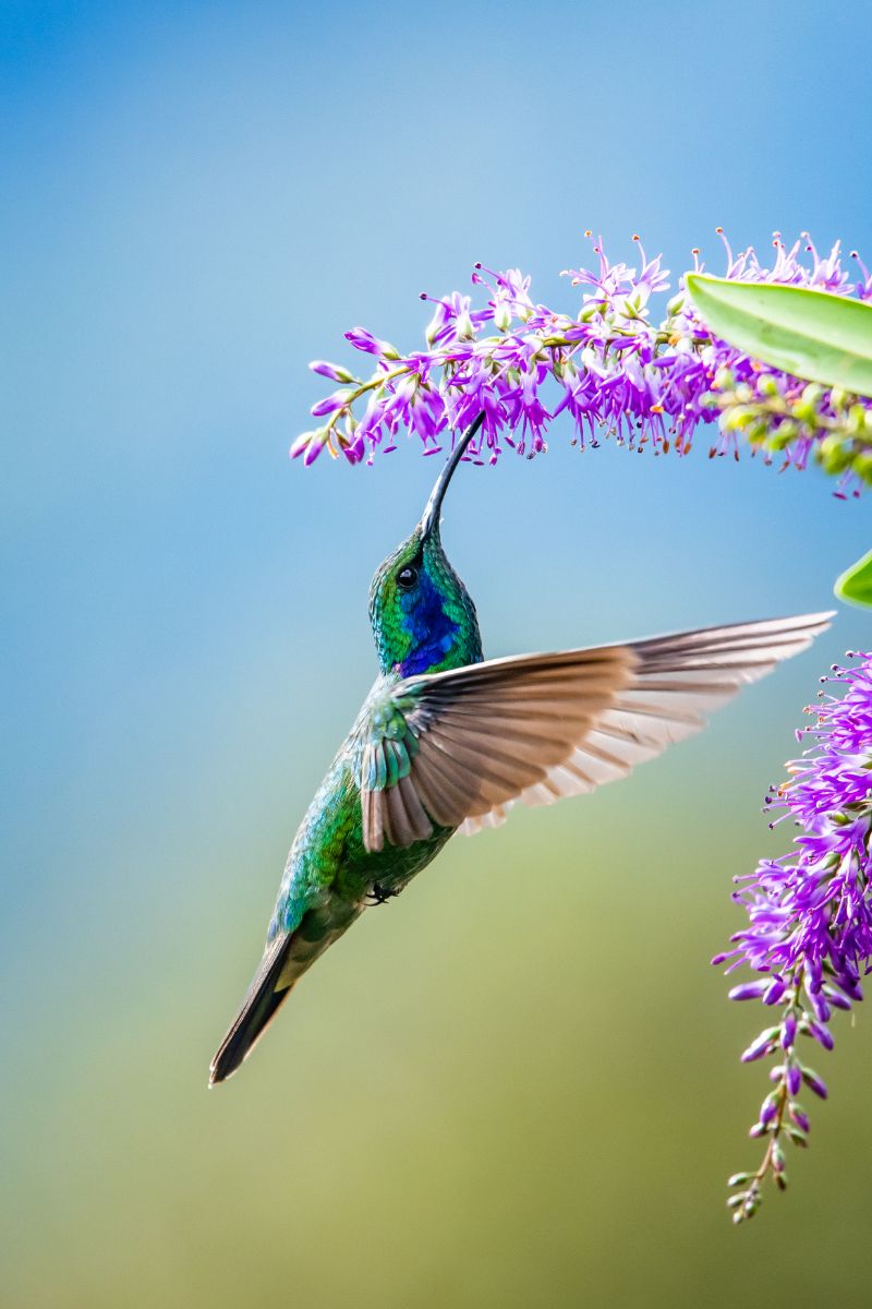 Biblical Meaning of Hummingbirds + Dreams - Bible Wings
