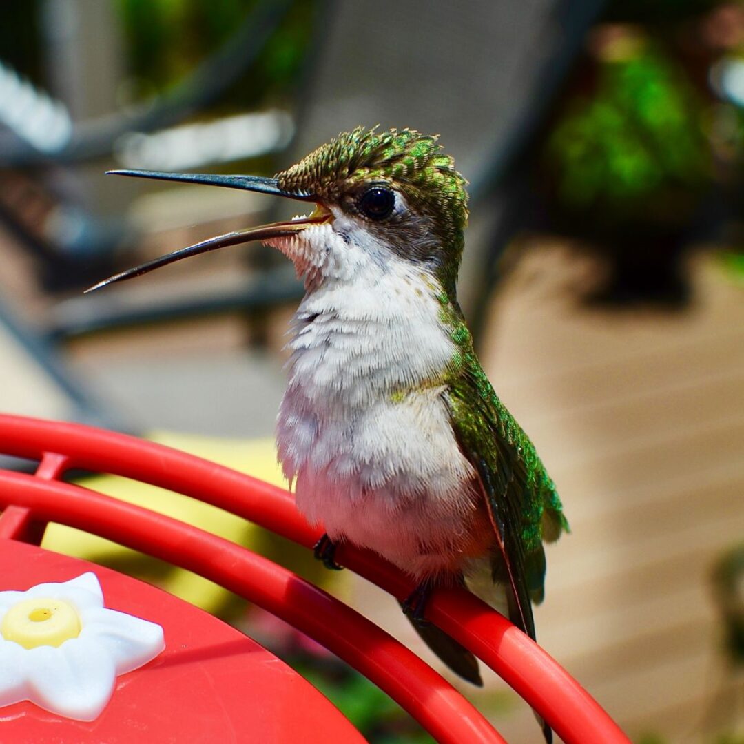 Biblical Meaning of Hummingbirds + Dreams - Bible Wings