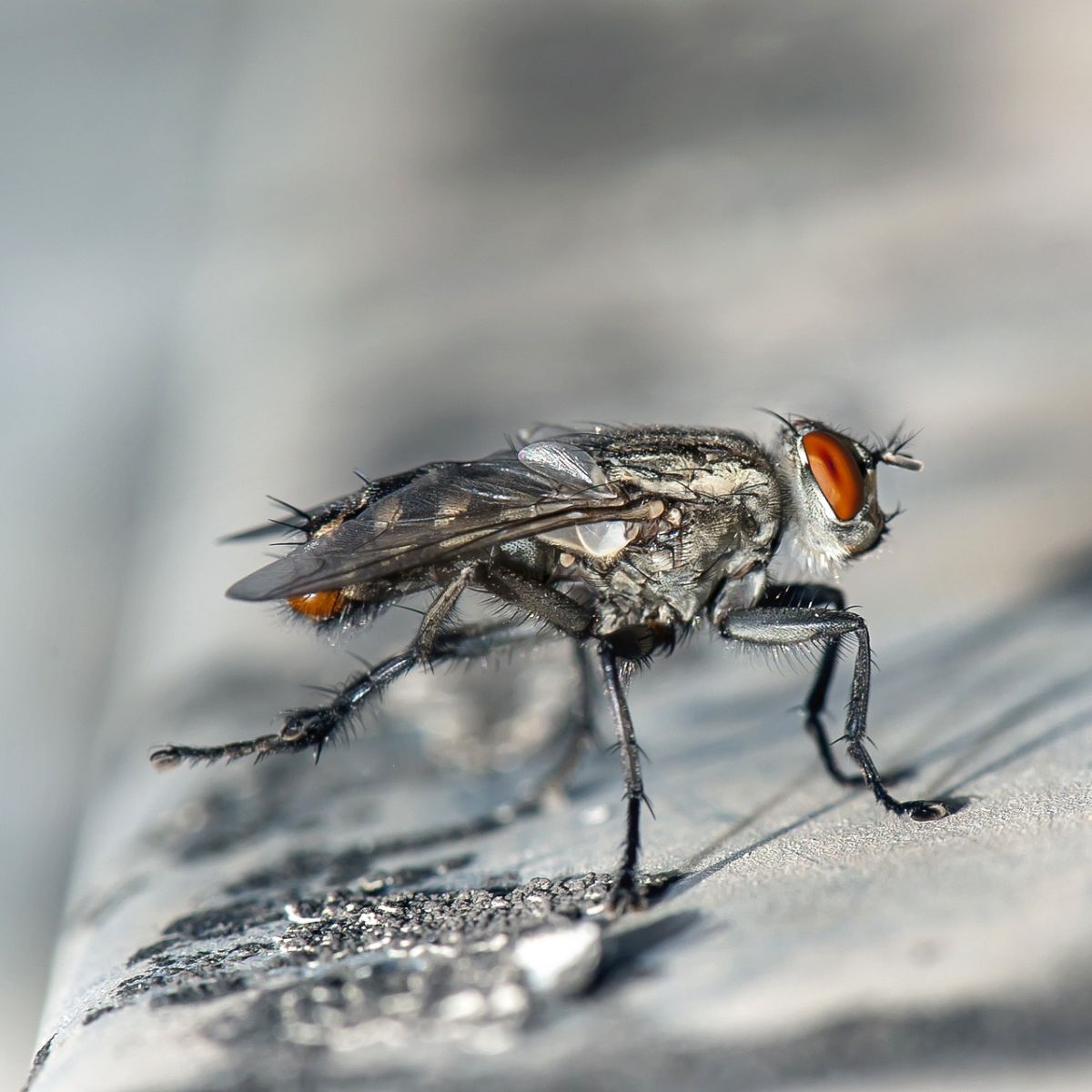 What do flies symbolize in the Bible? - Bible Wings