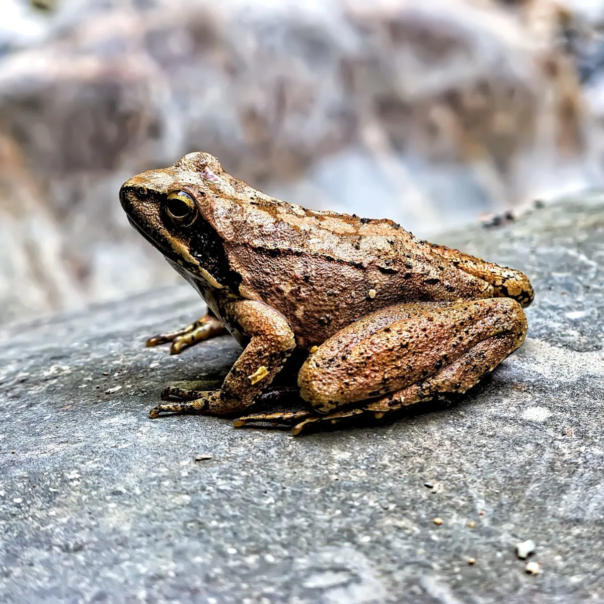The Biblical Meaning Of Frogs In Dreams Bible Wings