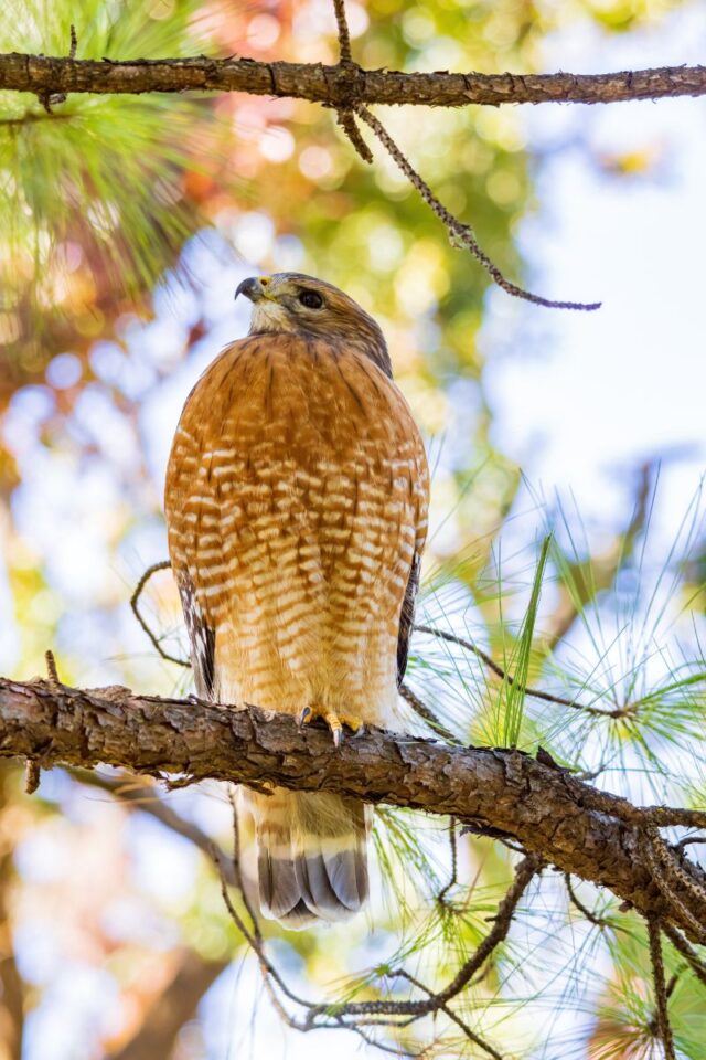 The Biblical Meaning of Seeing a Hawk - Bible Wings