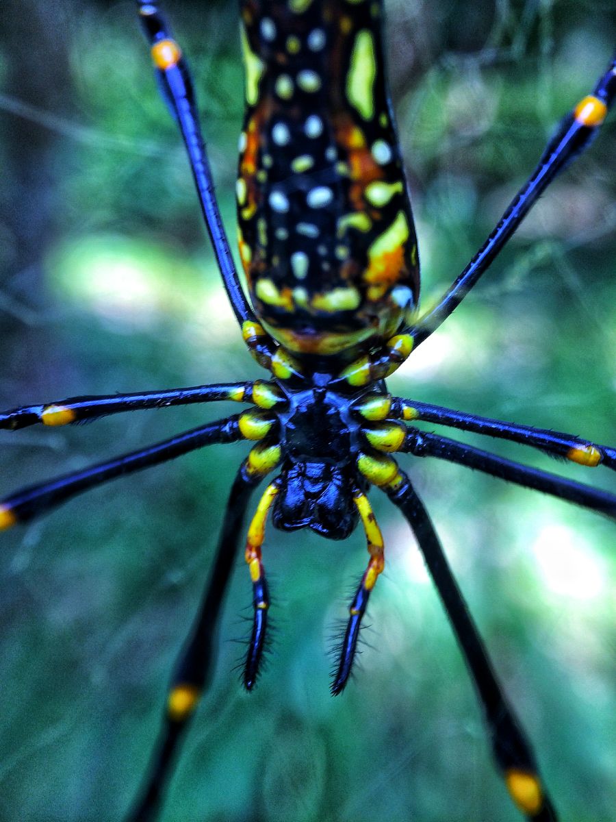 Spiritual Meaning Of Spiders In The Bible - Bible Wings