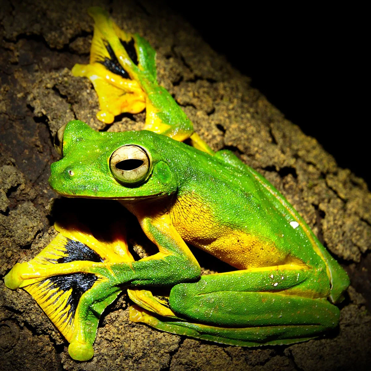 The Biblical Meaning Of Frogs In Dreams Bible Wings