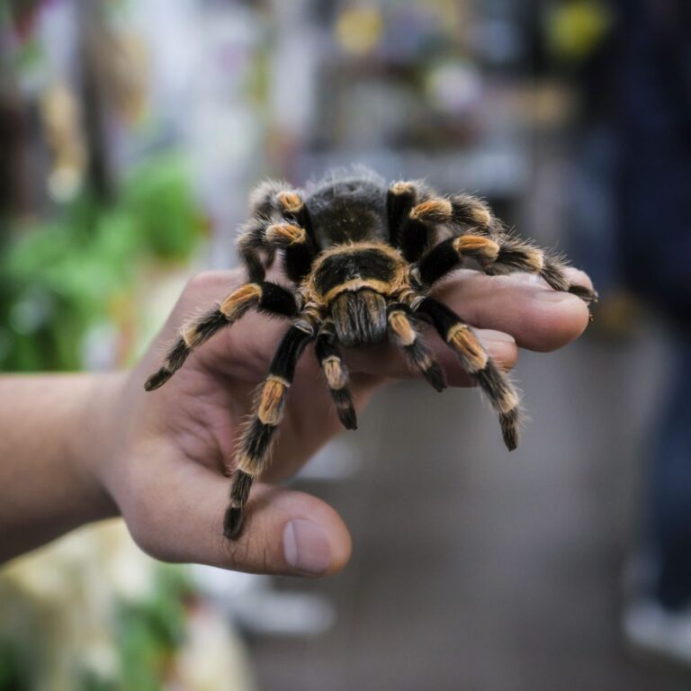 Spiritual Meaning Of Spiders In The Bible - Bible Wings