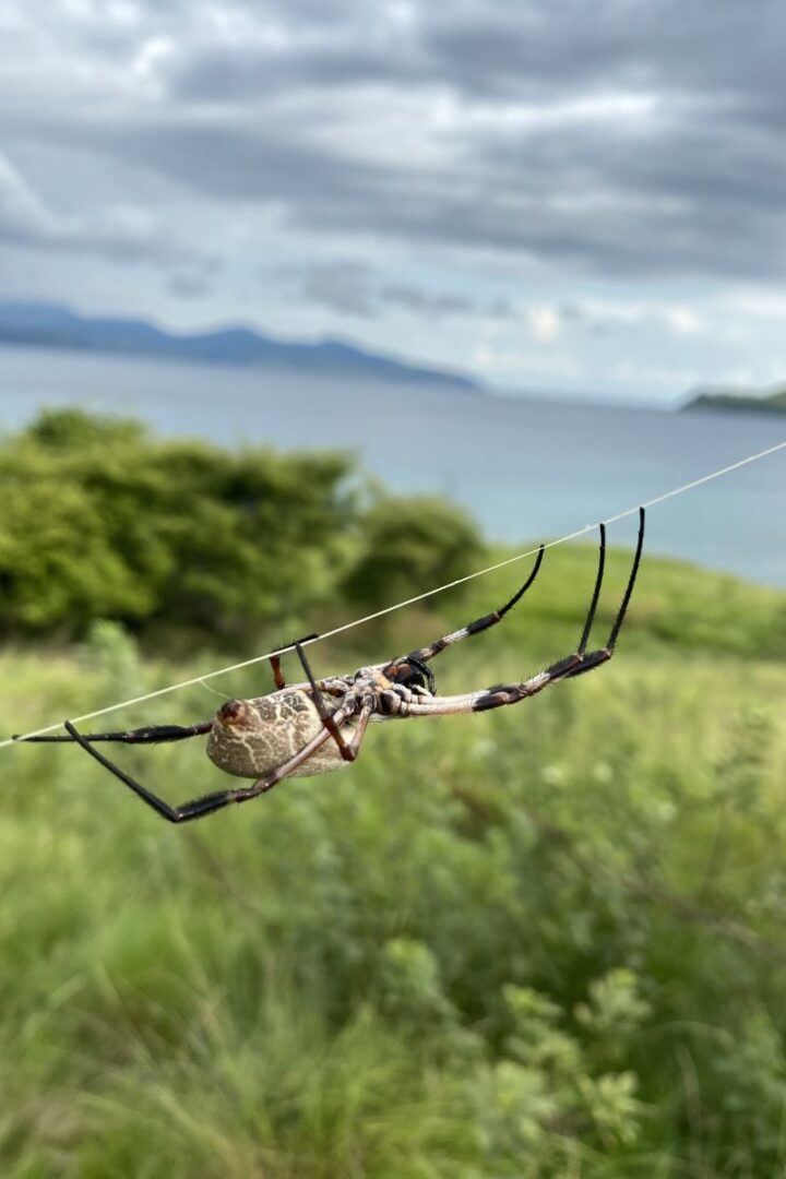 Spiritual Meaning of Spiders in the Bible - Bible Wings