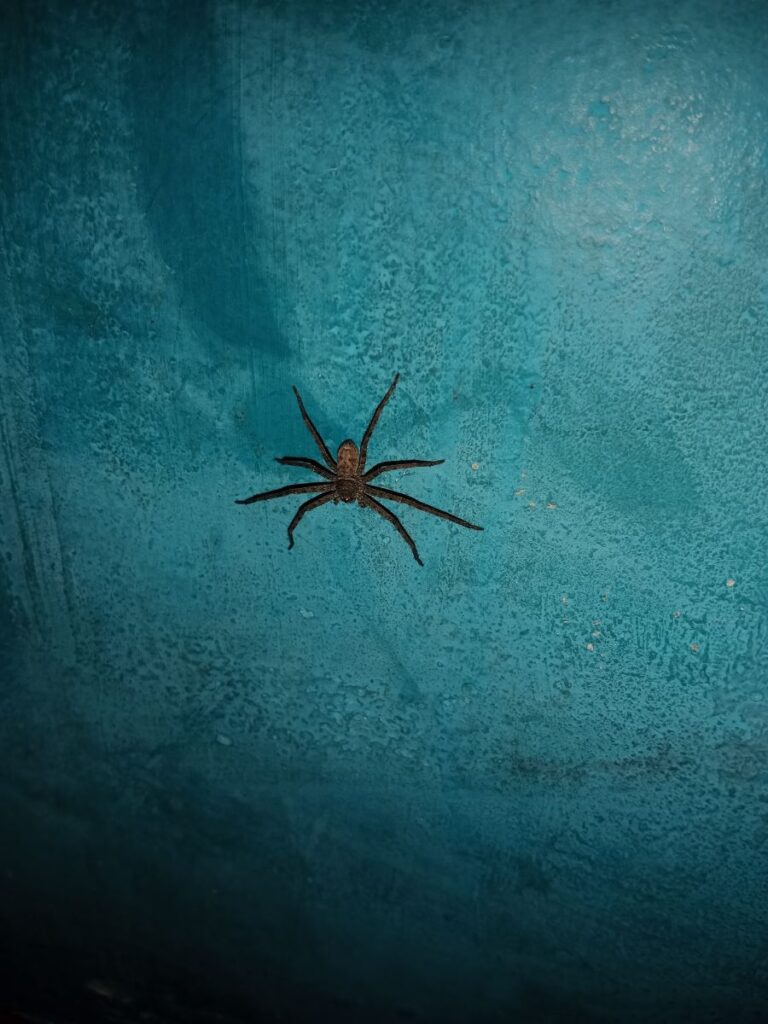 Spiritual Meaning of Spiders in the Bible - Bible Wings