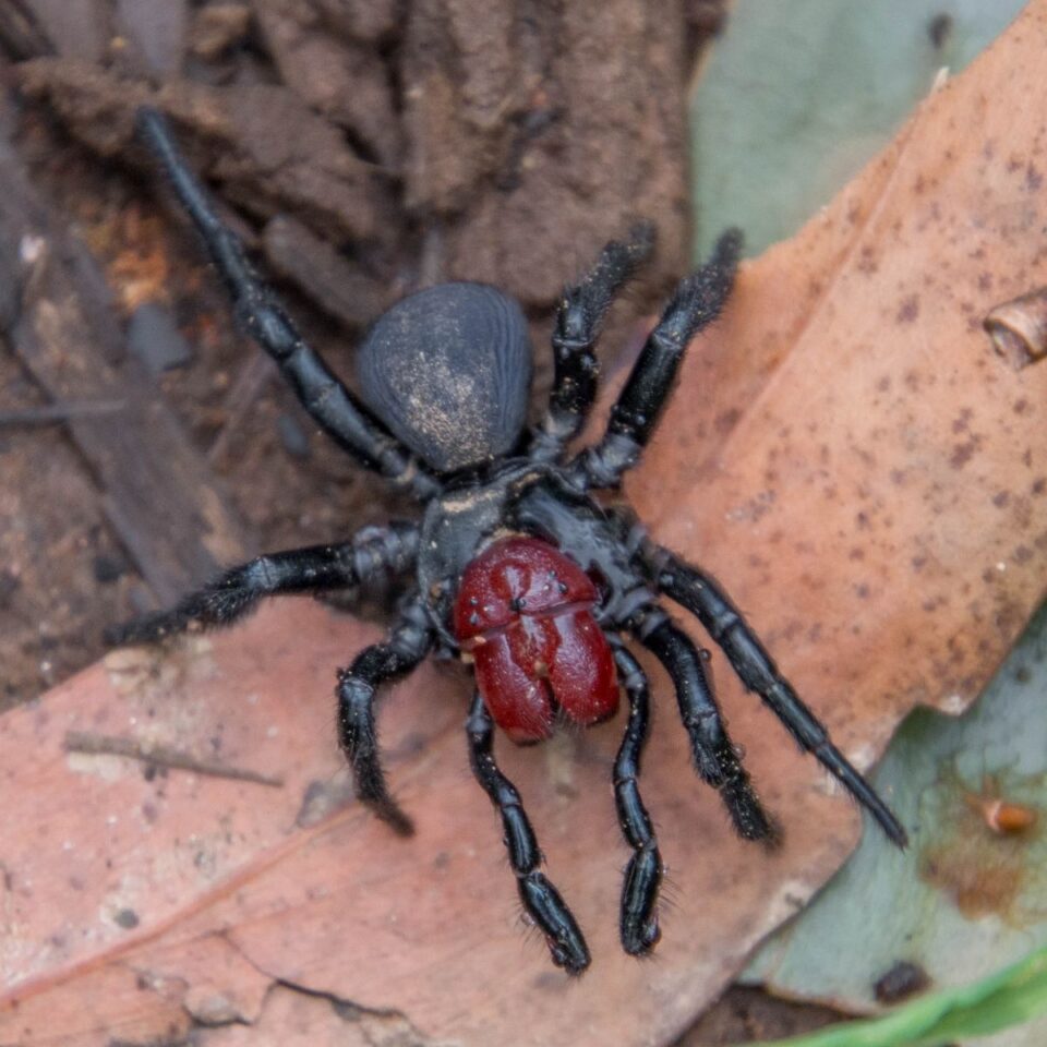 Spiritual Meaning Of Spiders In The Bible - Bible Wings