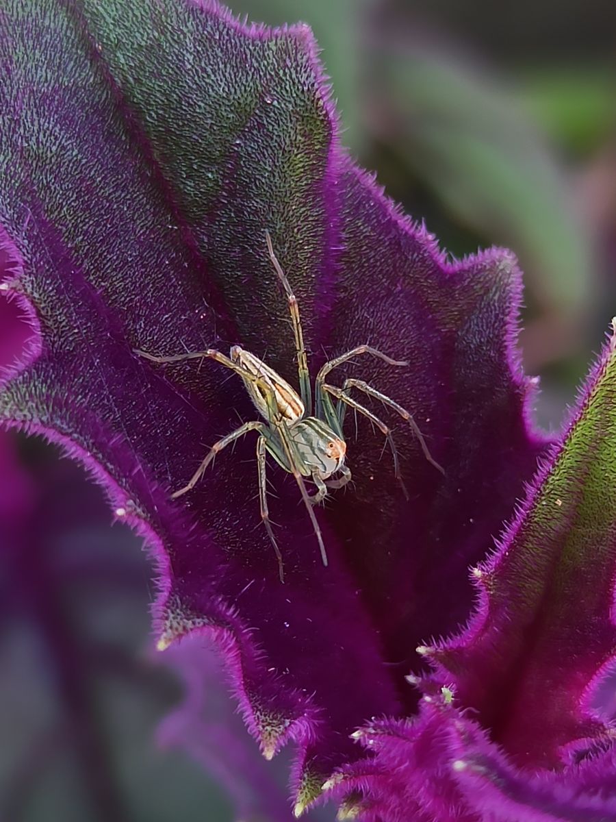 Spiritual Meaning Of Spiders In The Bible - Bible Wings