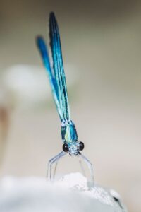 The Meaning of Dragonfly in the Bible - Bible Wings