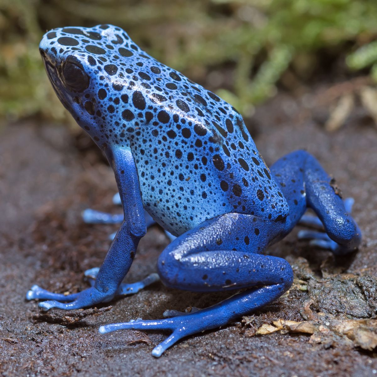 What Do Frogs Symbolize In The Bible Bible Wings What Do Frogs Symbolize In The Bible Bible Wings