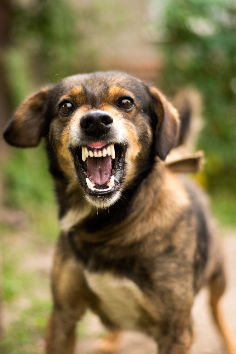 Dog Breed Mentioned in the Bible - Greyhound? - Bible Wings