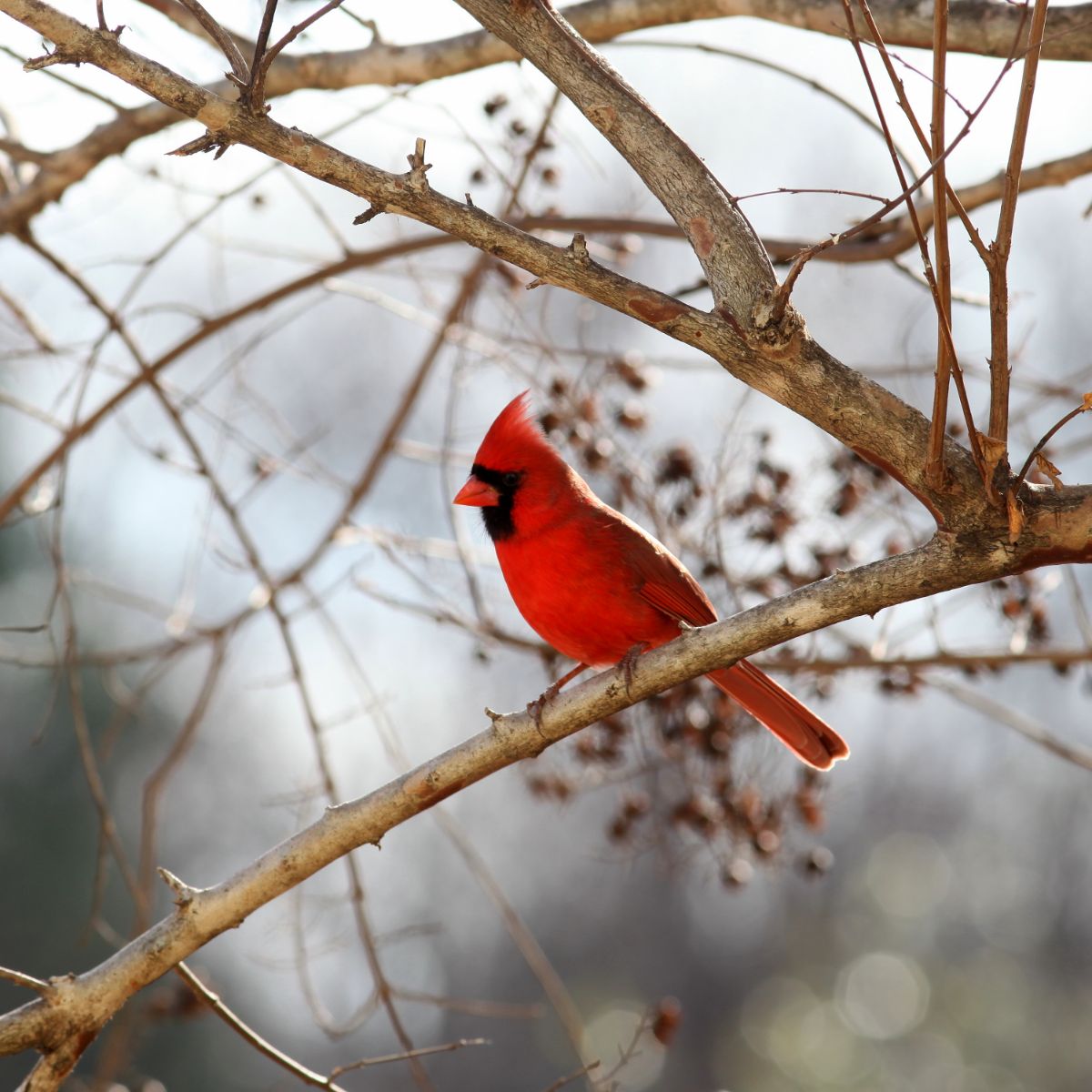 Red Cardinal - Biblical Meaning - Bible Wings