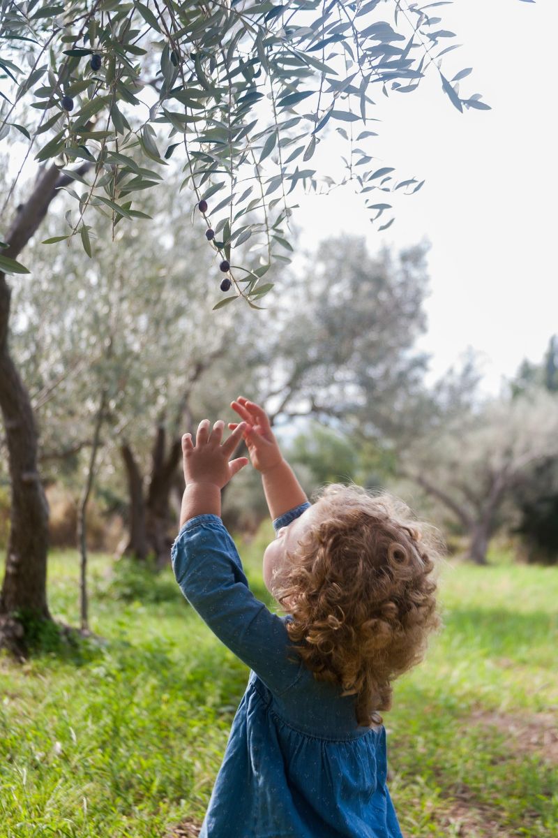 Olive Branch Meaning In The Bible - Bible Wings
